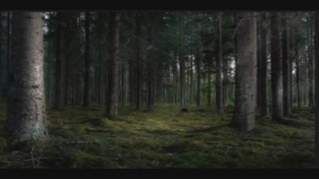 Лес всегда звучит прекрасно