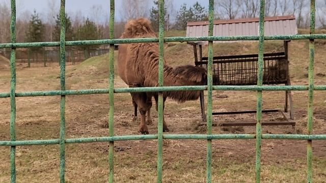 Мы думали, одногорбый верблюд решил подойти к нам поближе, а он нашёл травку повкуснее