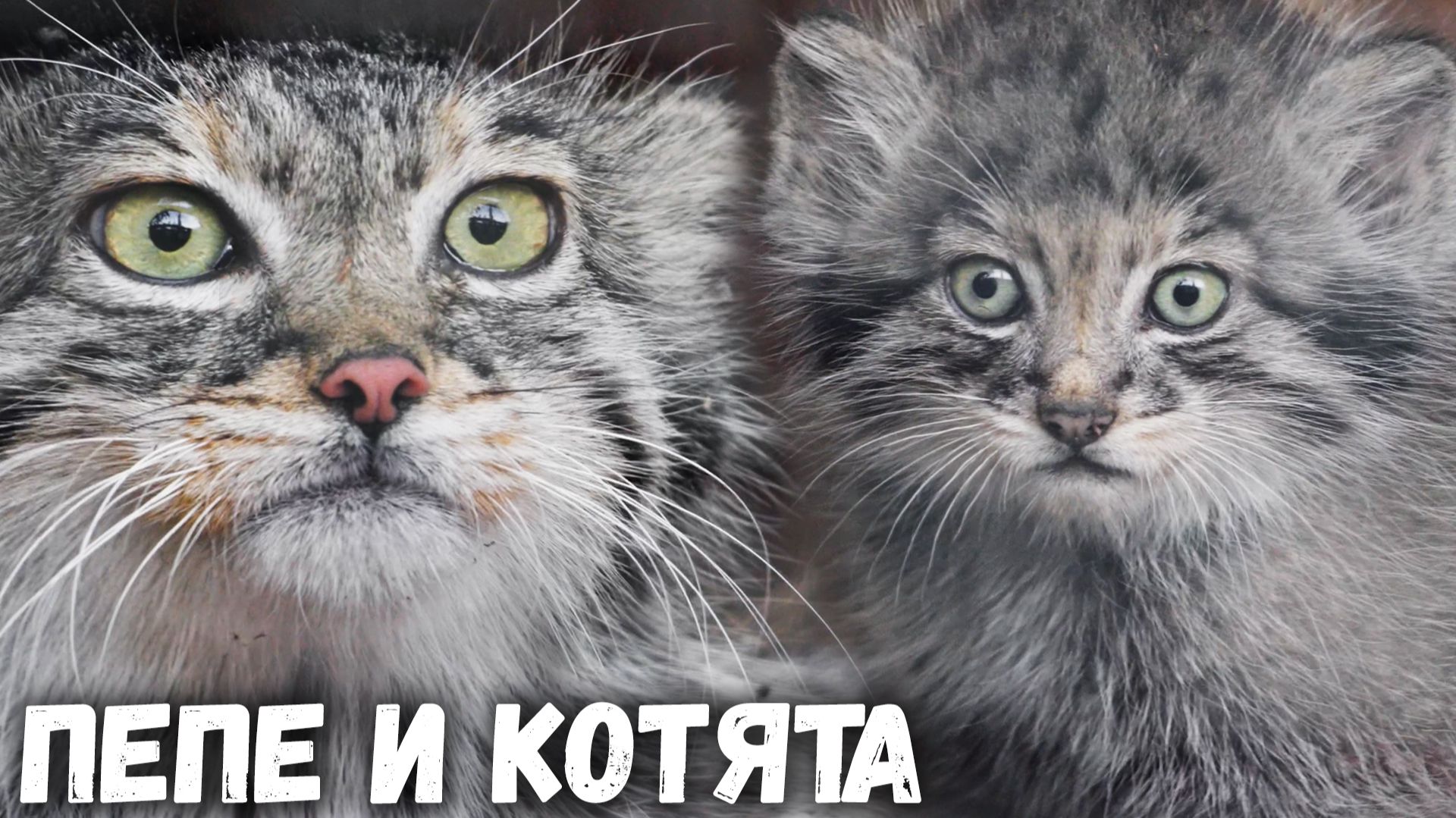 Манул Пепе играет с котятами. Ленинградский зоопарк
