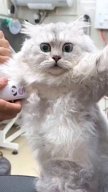 Стрижка только начата! 🙀