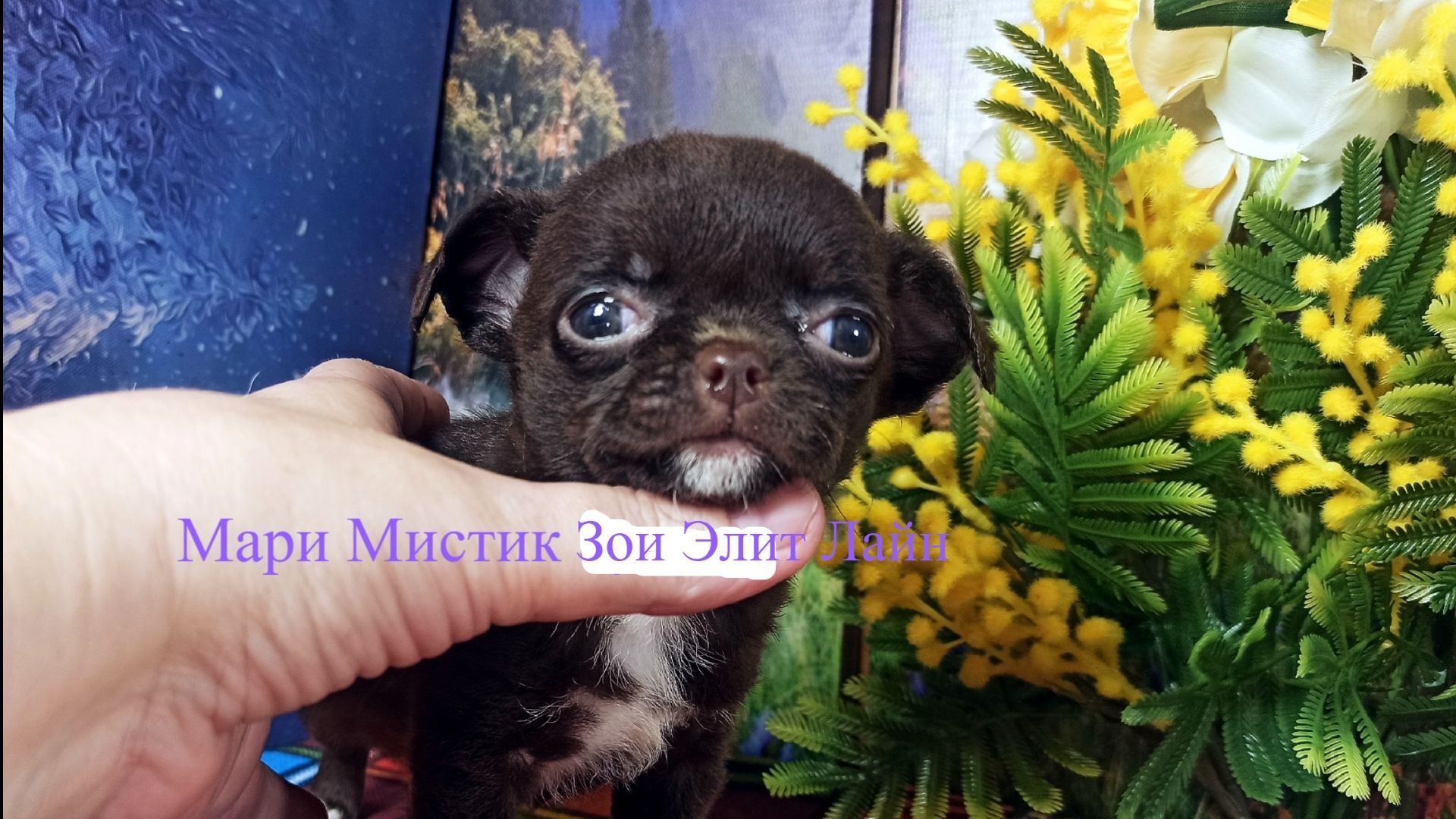 Щенячий РАЙ 6 серия #купить_щенка_чихуахуа_продаю +79215950848 Есть ДОСТАВКА