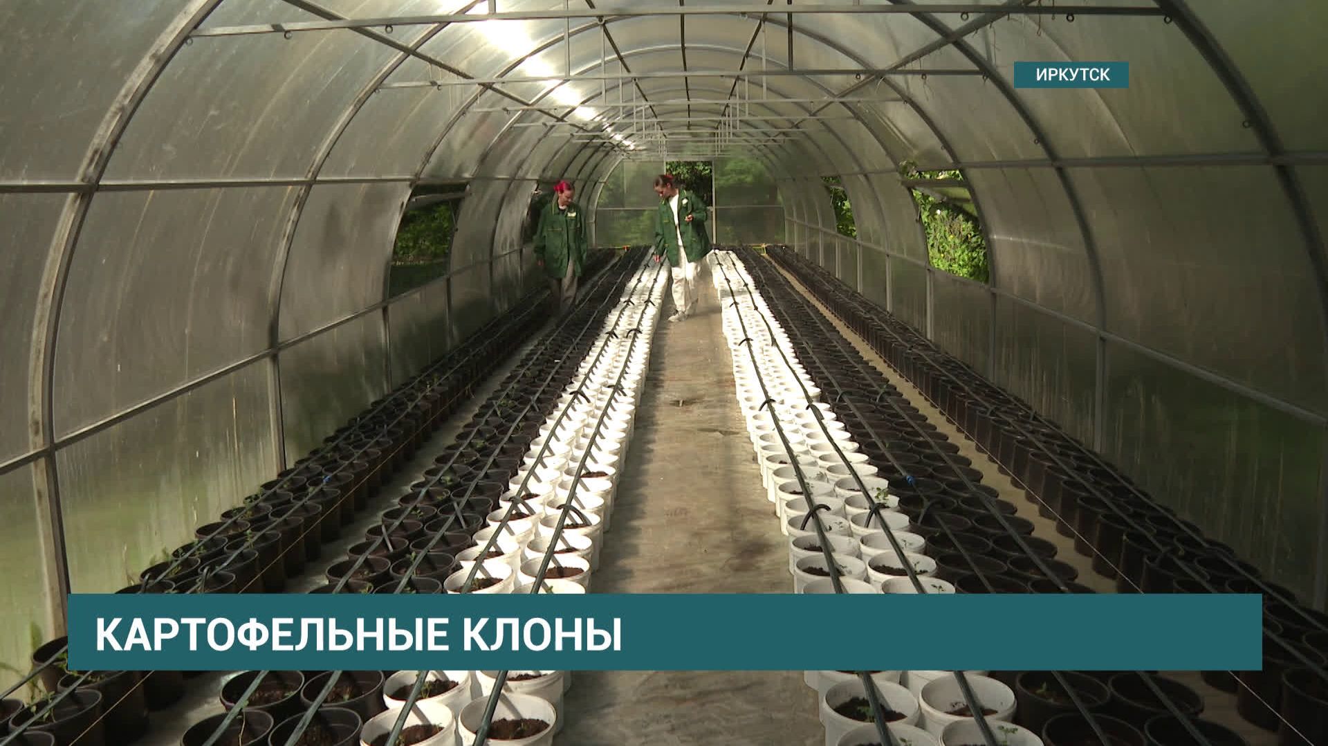 20 000 мини-клубней картофеля планируют получить специалисты "Россельхозцентра"