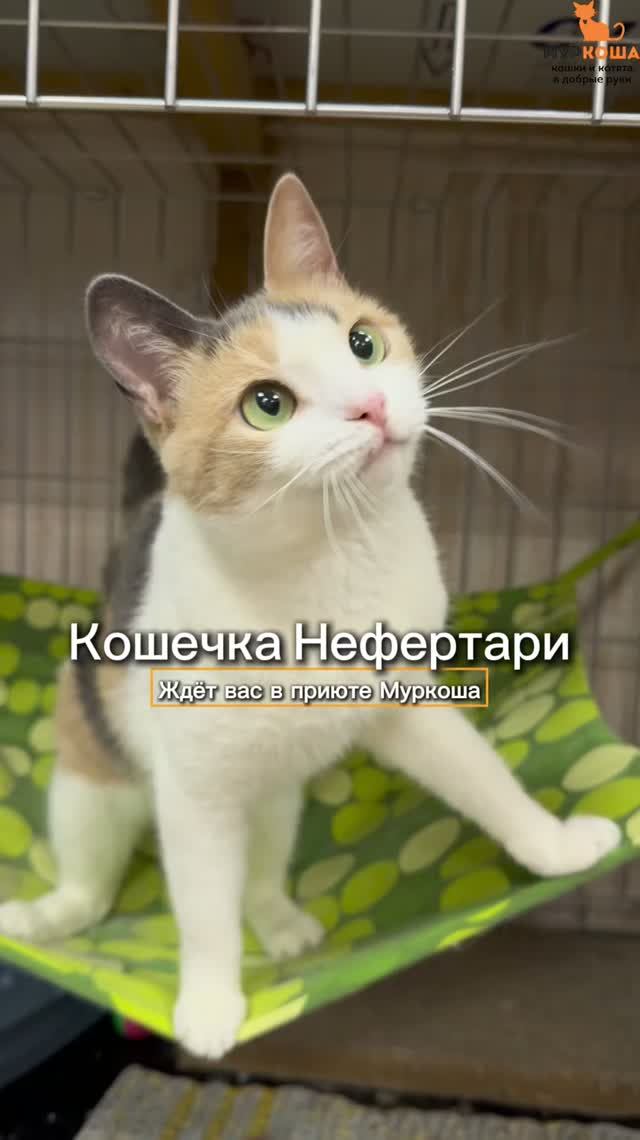 Нефертари ждёт вас в приюте #Муркоша