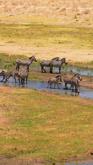 Африканское сафари в Танзании #африка #сафари #танзания #africa #safari #tanzania #дикий #nature