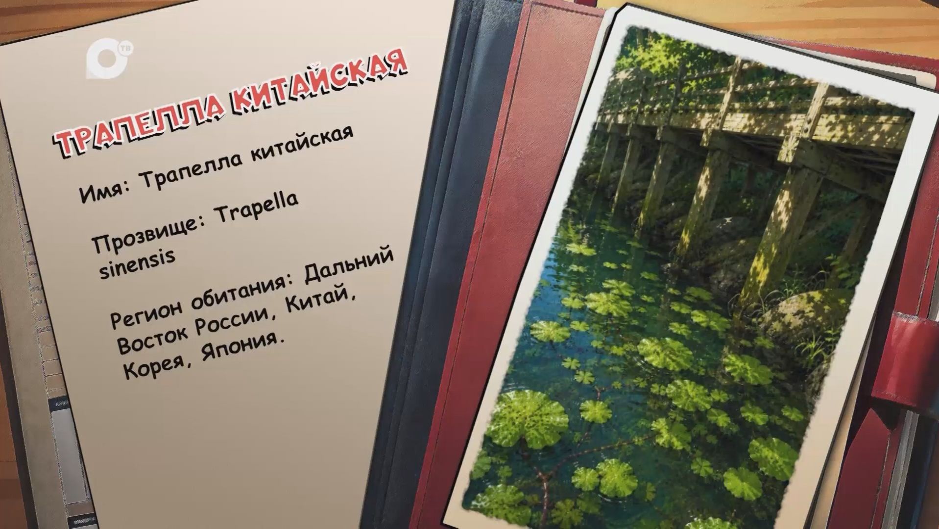Агент биосферы / Трапелла китайская / 25.06.26