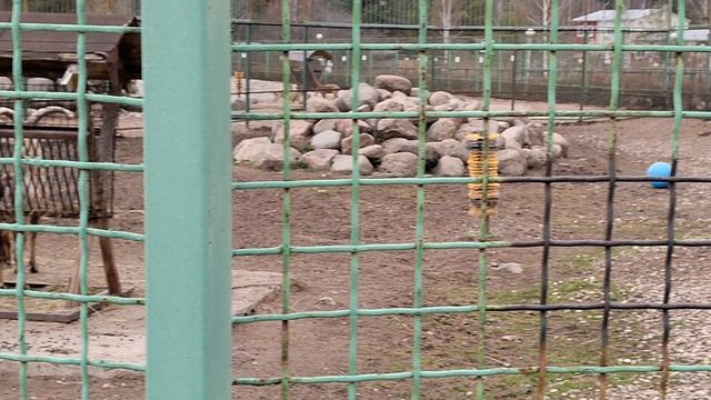 Козлики сливаются с покрытием, приходится их искать