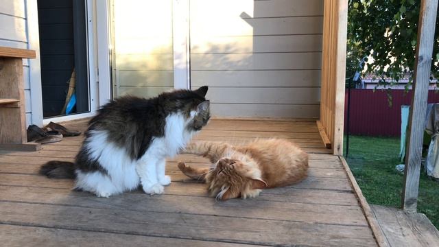 О наших питомцах псе Ричике, котах Альфушке и Масике 😸😸😸❤️