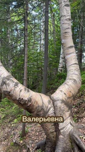 Соболиная гора / Байкальск