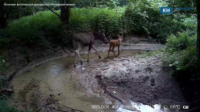 Жизнь заповедного леса попала в фотоловушки «Калужских засек»