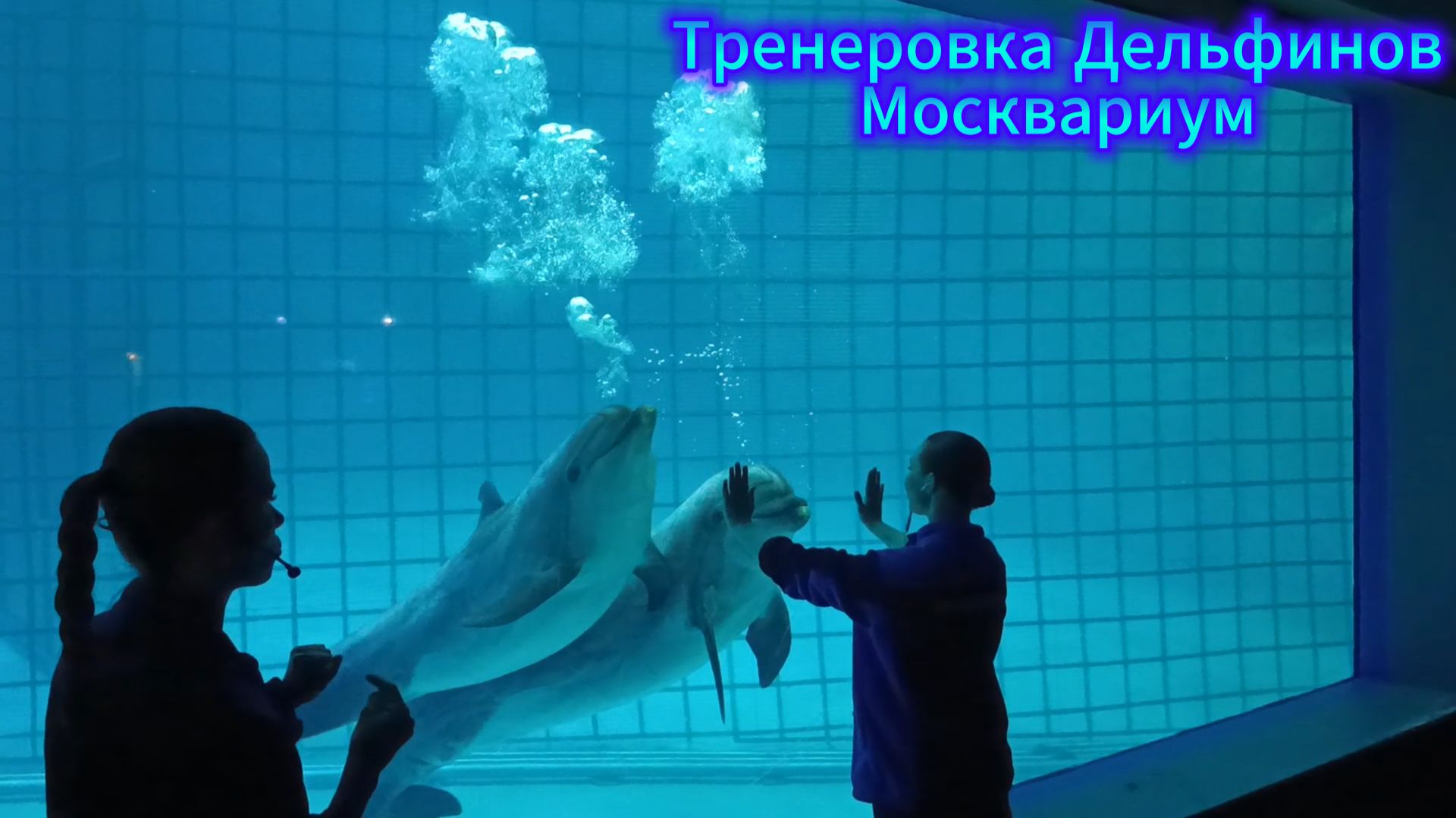 Тренеровка Дельфинов Москвариум