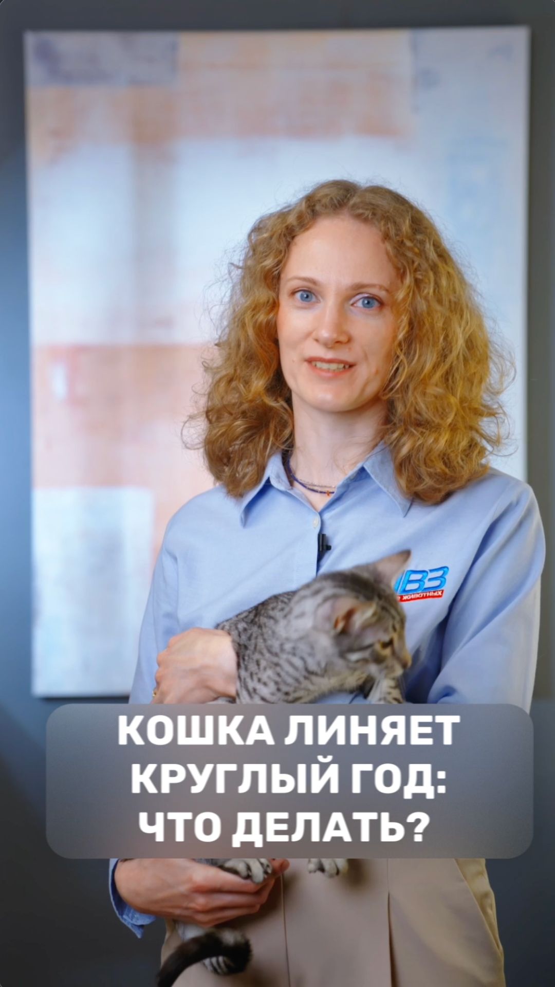 Кошка линяет круглый год: что делать?