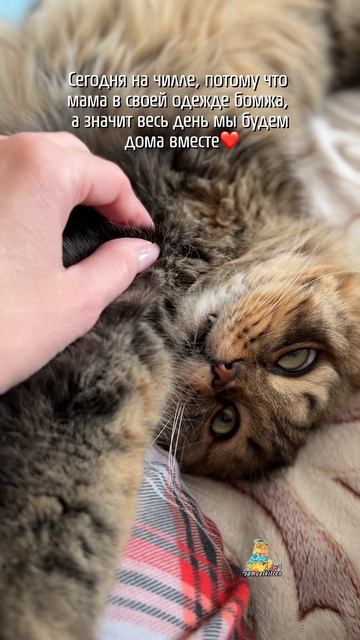 А как прошел ваш день?😻 #котики #милота #животные