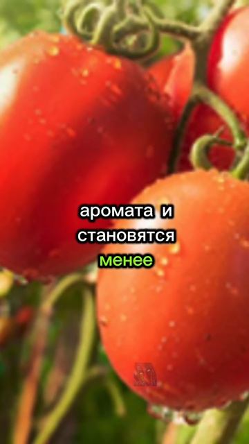 Самая опасная ошибка при употреблении помидоров!¡! 🙀🫶🤯