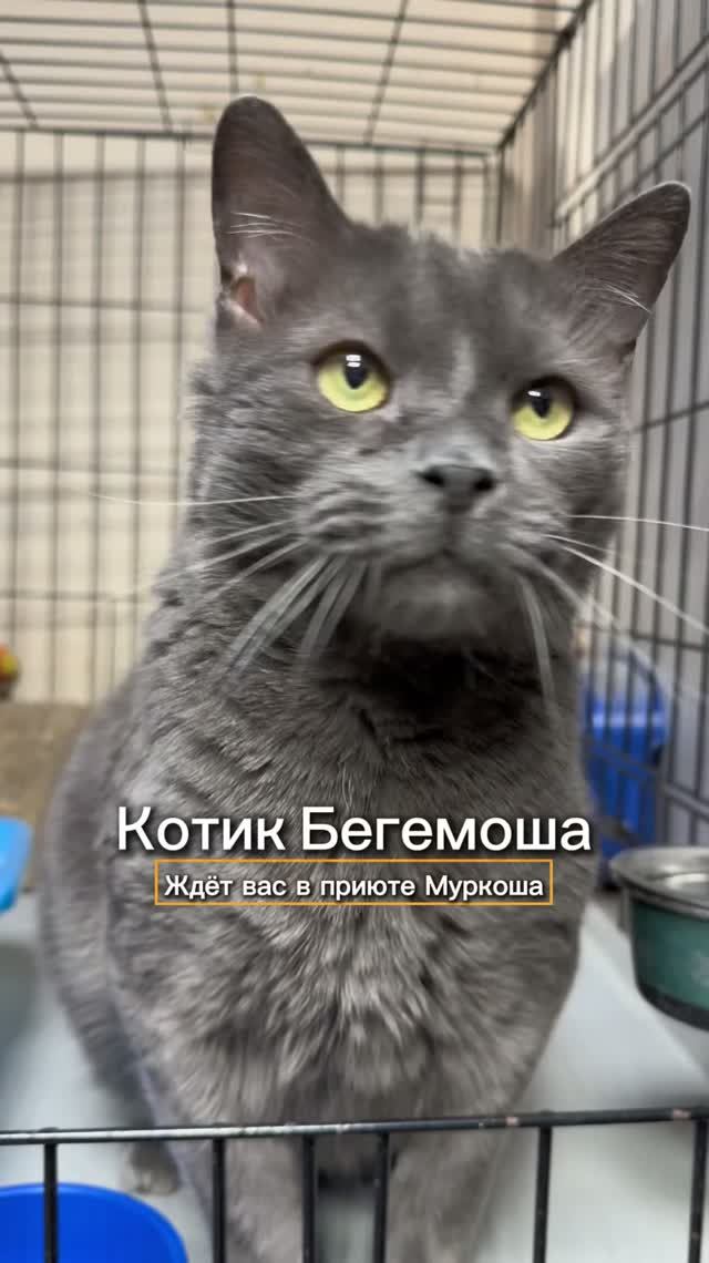 Бегемоша ждёт вас в приюте #Муркоша