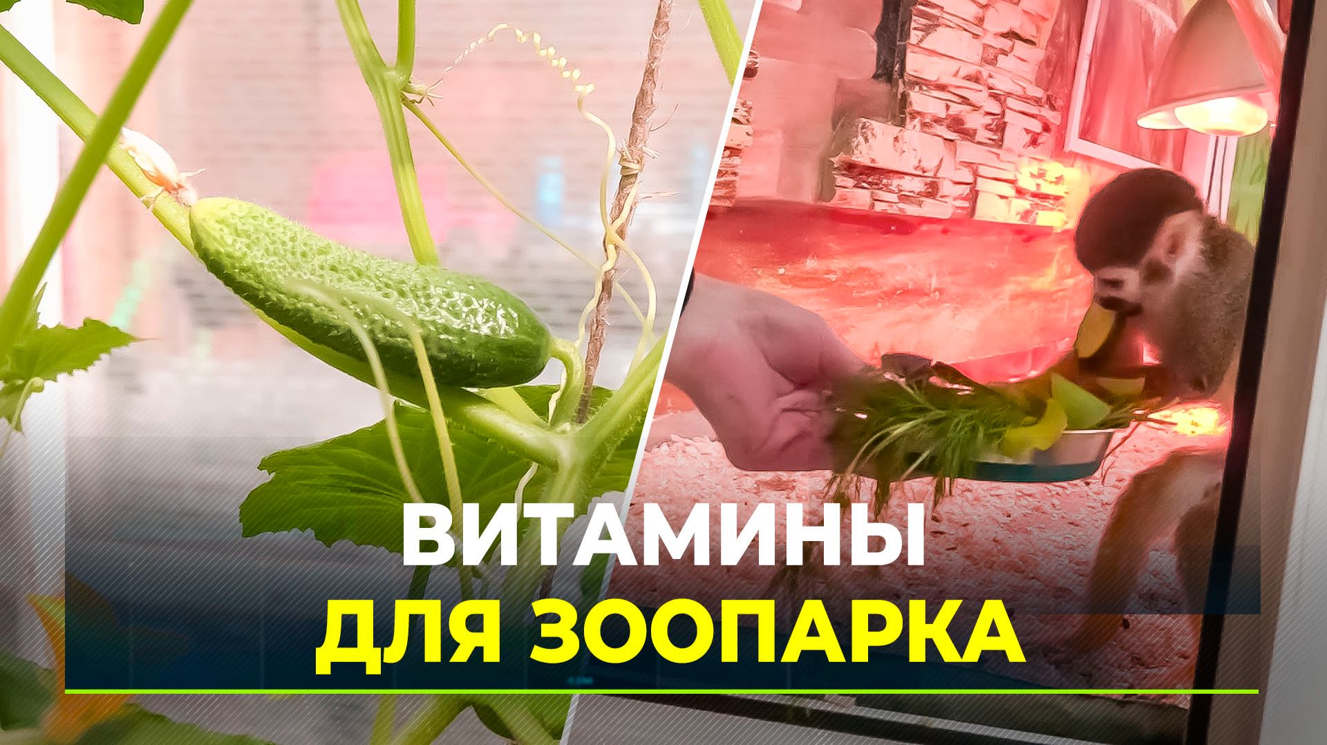 Что растёт в теплице самого северного в стране зоопарка у Полярного круга