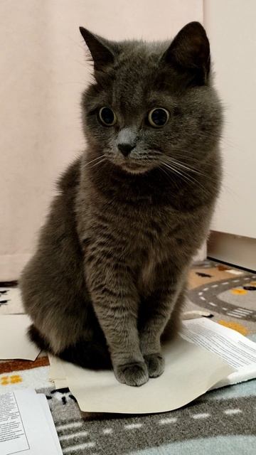 Британская кошка зависла