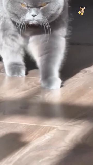 Прикольные мордашки!😻Веселые котики. Коты хулиганы! Невероятные трюки! #кот #хулиган #трюк #short
