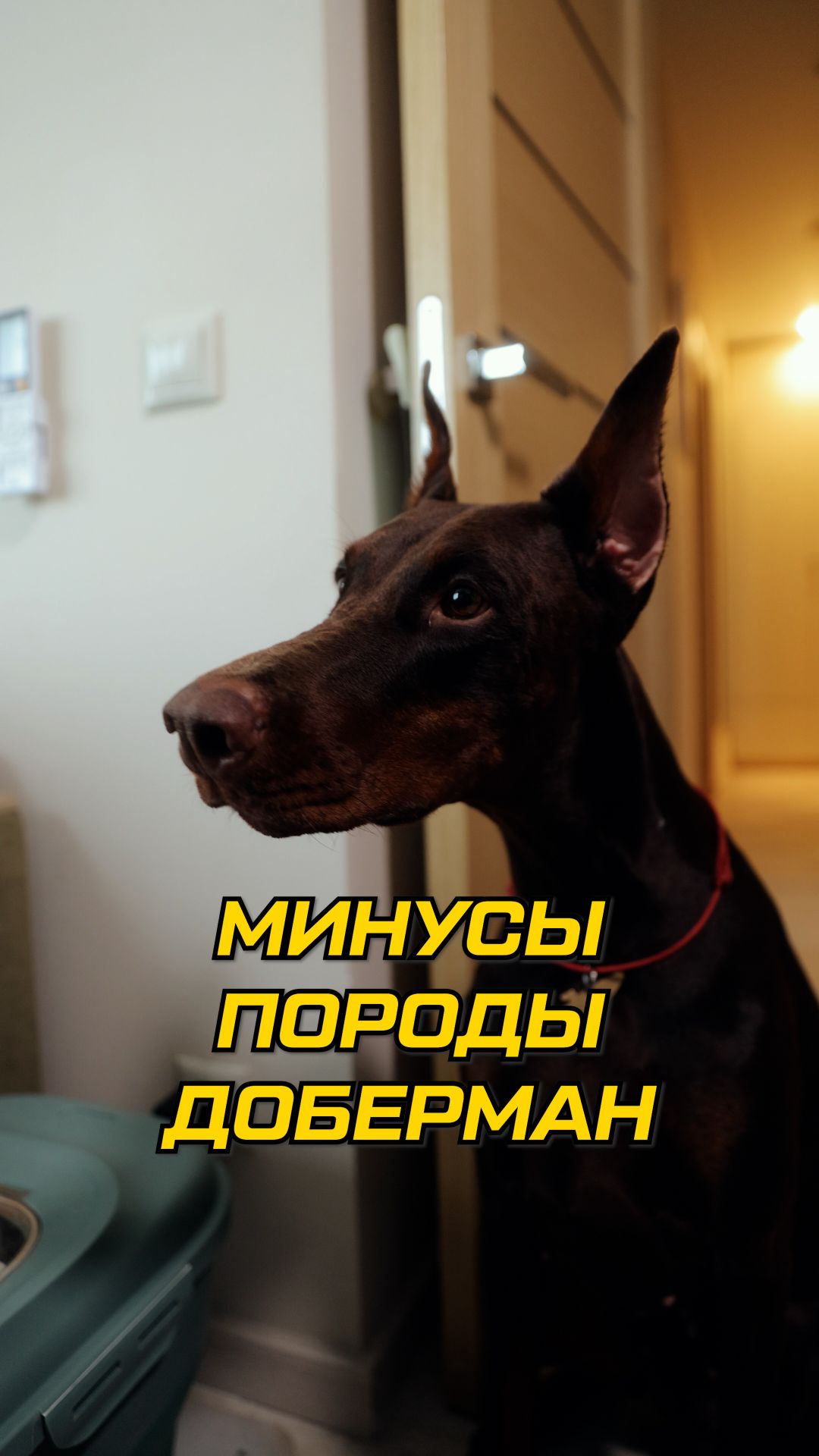 Гид по породам собак