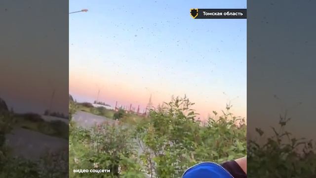 Нашествие комаров в Томской области