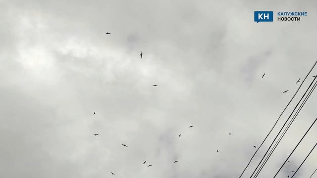 Над центром Калуги заметили целую стаю кружащих чаек