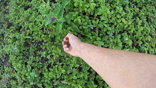 ОТец ищет чабрец меловой 24 06 26г
