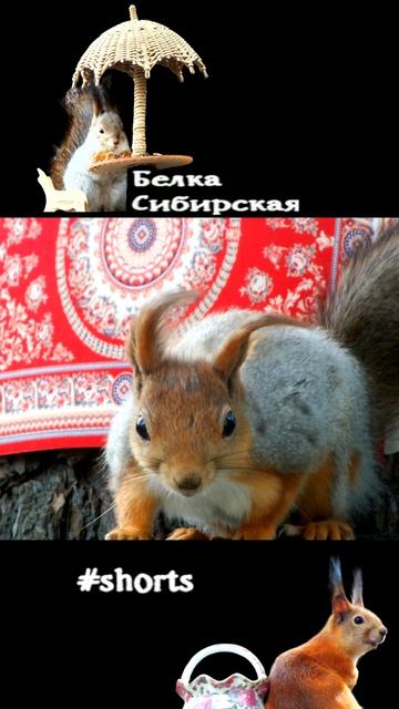 У ковра кормушка