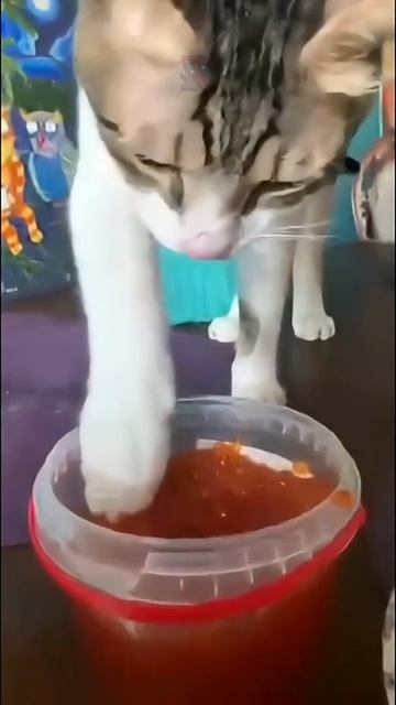 Эти милые создания покорили моё сердце 🥰🫶😼