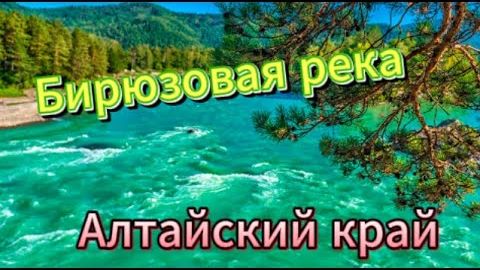 Бирюзовая река Катунь! Алтайский край!