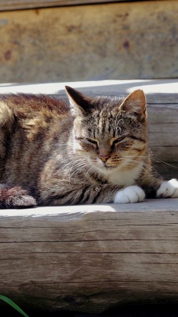 НАш домашний котик)