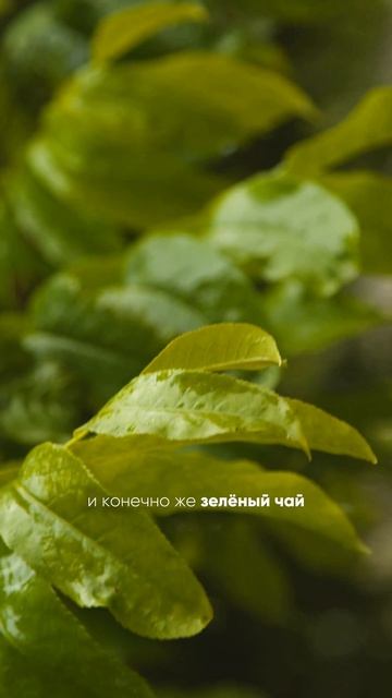 Видео-инструкция: Лимфодренажный тоник двойного действия