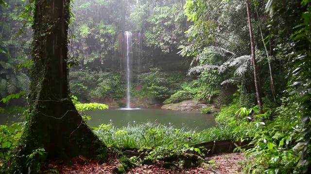 Звуки водопада и тропического леса 🌿㈃ Щебет птиц и раскаты грома для сна и релакса &