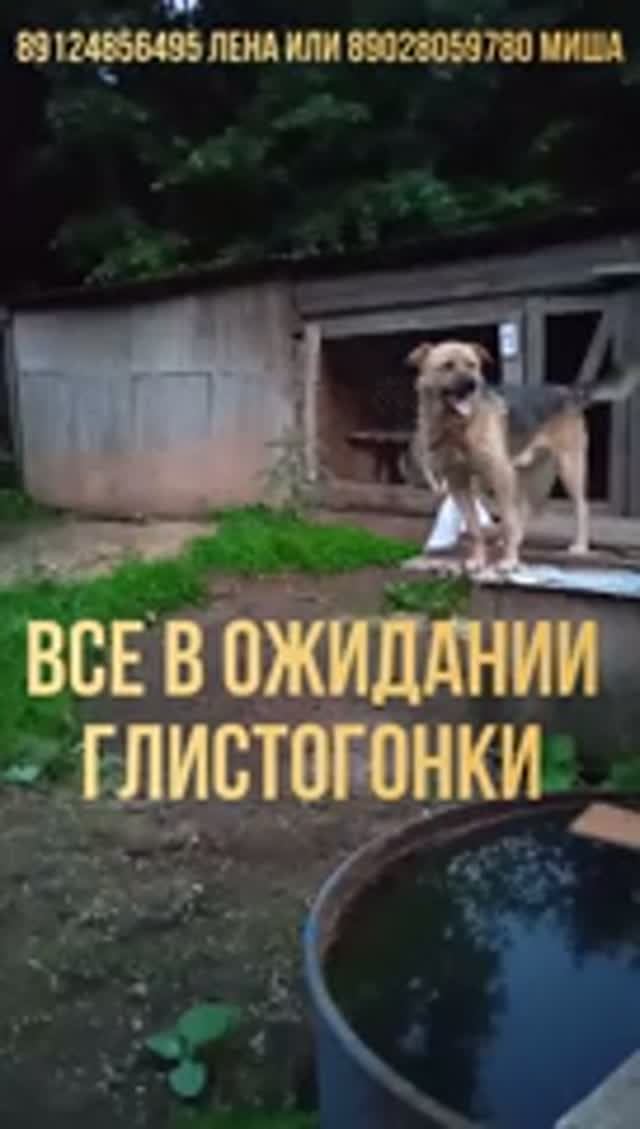 Плановая глистогонка собак