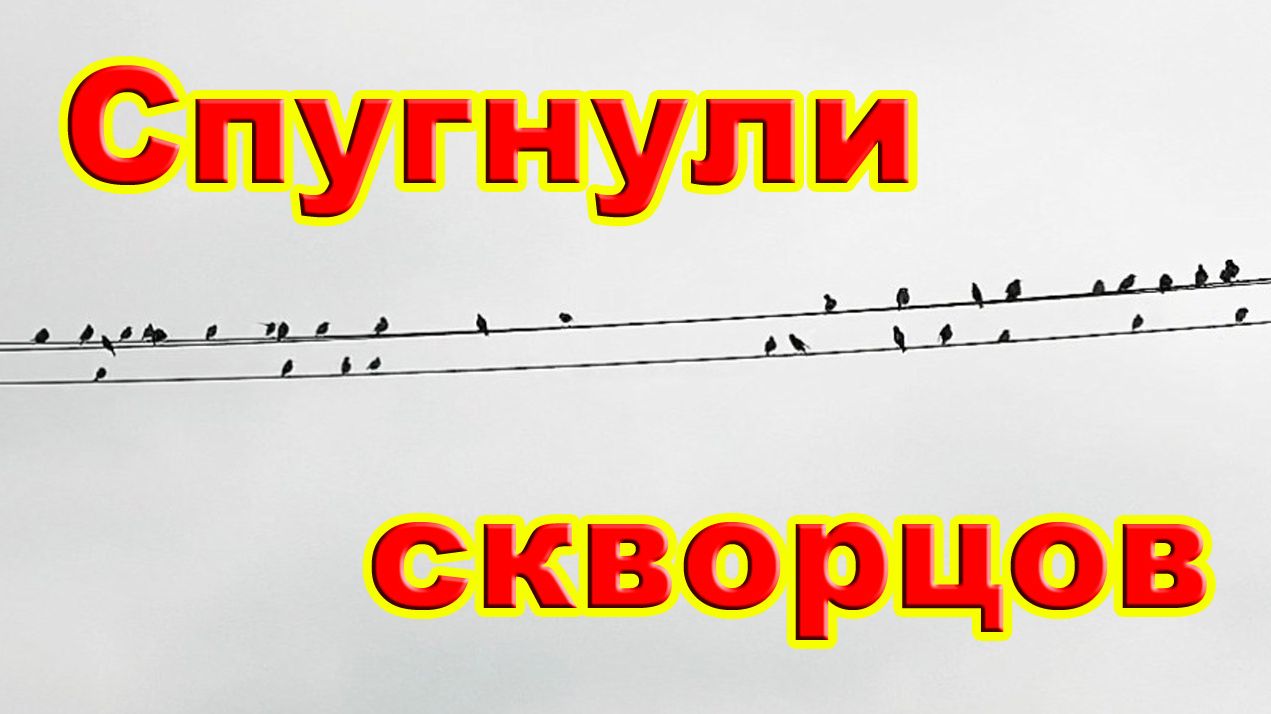 Спугнули скворцов