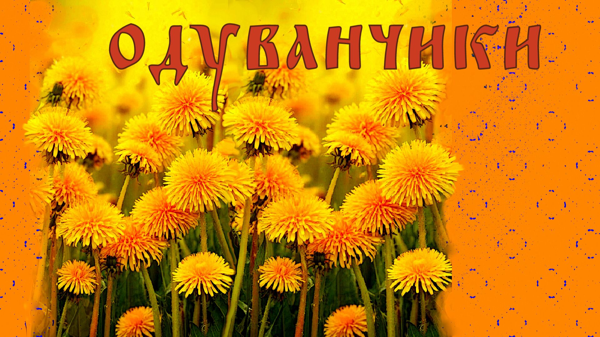 Одуванчики