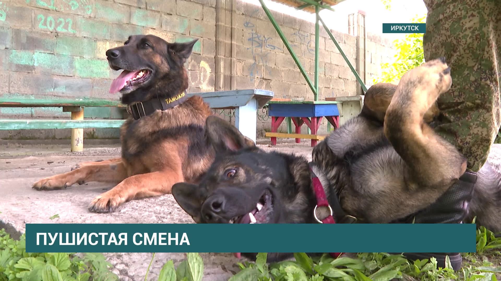 Служебные собаки иркутской таможни обнаружили незаконную валюту на сумму около 4 миллионов рублей