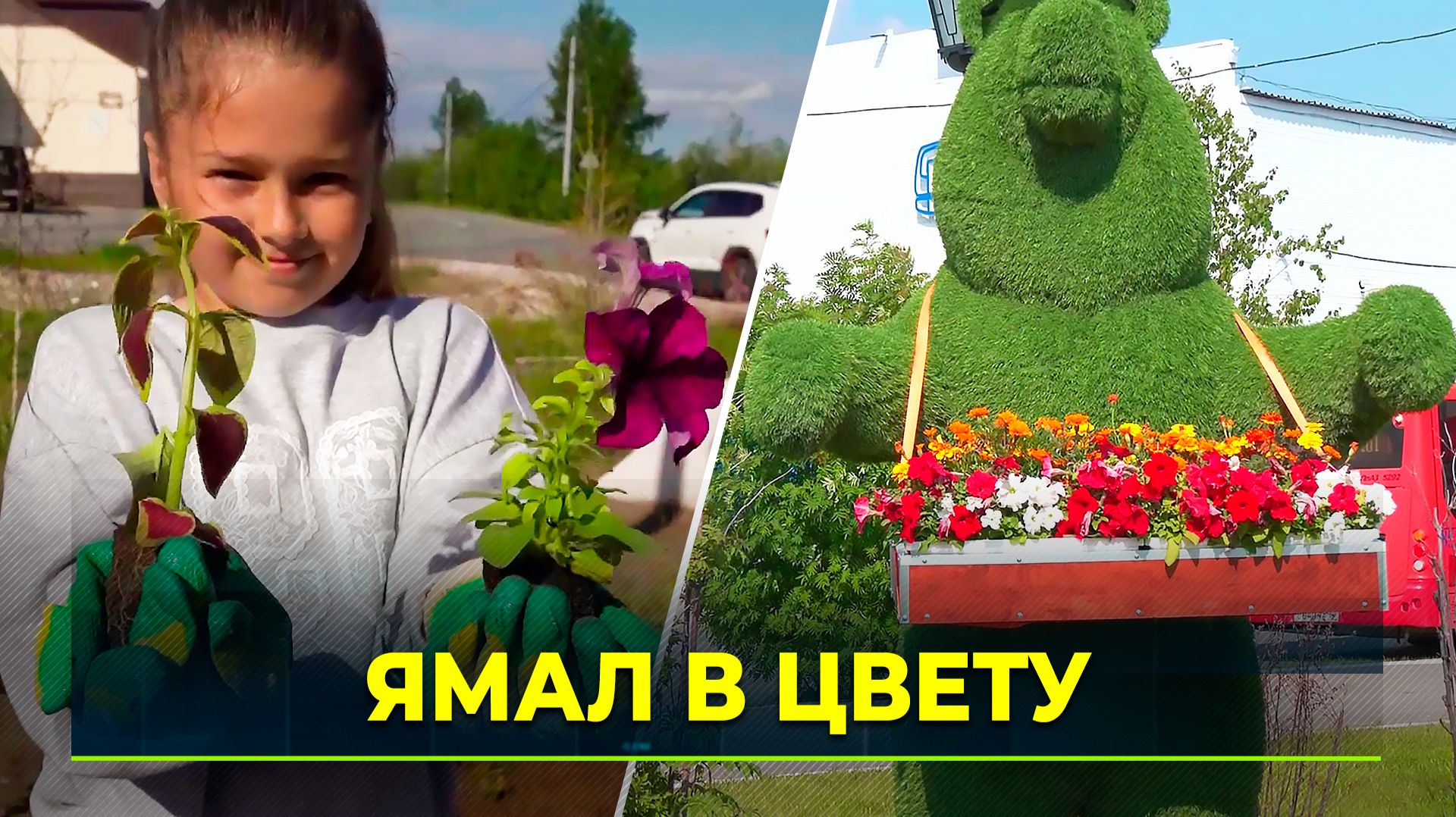 В арктическом регионе высадят почти 1,5 миллиона цветов