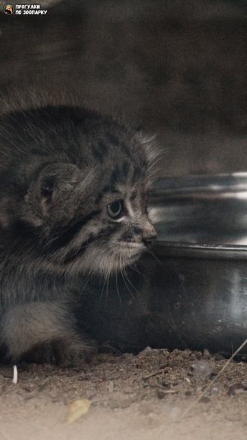 Котёнок манула Шу и Пепе крадется. Ленинградский зоопарк