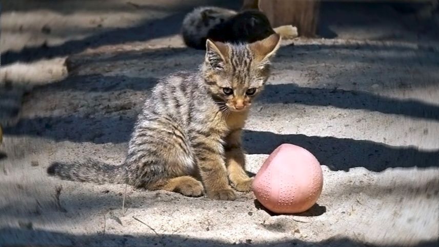 Папа, мама и куча-мала из маленьких котят европейской кошки.