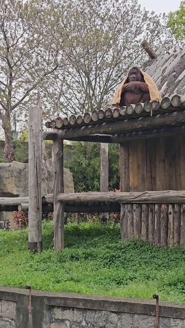 Орангутаны в зоопарке Шанхая