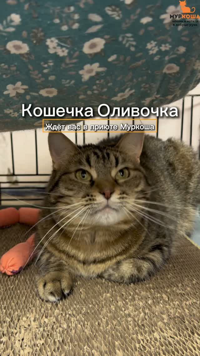 Оливочка ждёт вас в приюте #Муркоша