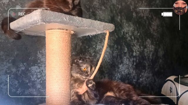 26.06.2026 Кошка Полночь играет на когтеточке с верёвочкой/ видео про животных смотреть/ кошка дома