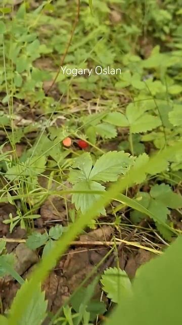 Сезон Земляники #nature #земляникаизсемян