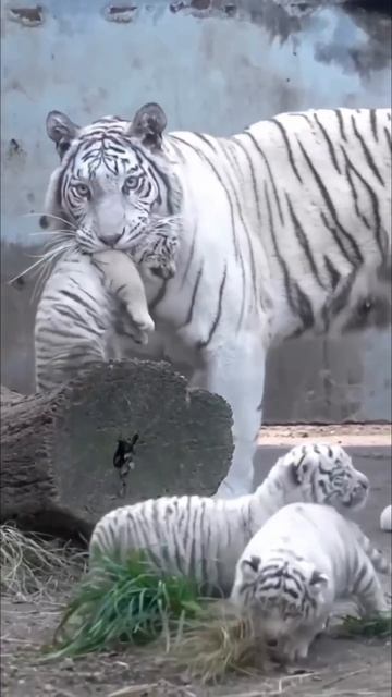 Жизнь замечательных зверей 10 Кошачьи #лучшее  #звери  #shorts