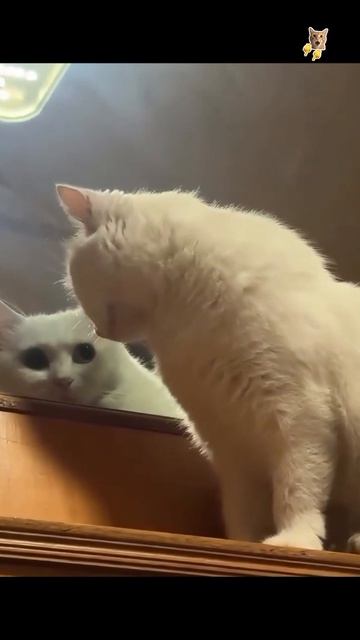 Кот и зеркало!😻Веселые котики. Коты хулиганы! Невероятные трюки! #кот #хулиган #трюк #смех #short