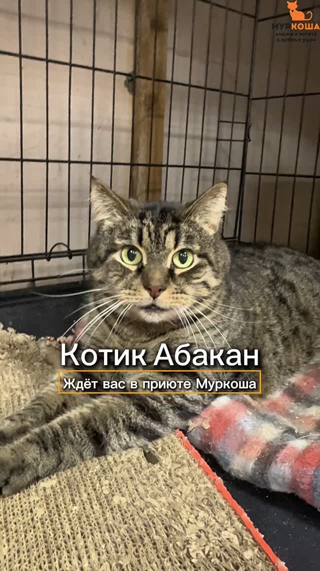 Абакан ждёт вас в приюте #Муркоша