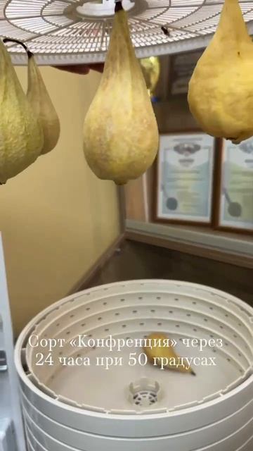 Сушим целые груши в сушилке Изидри