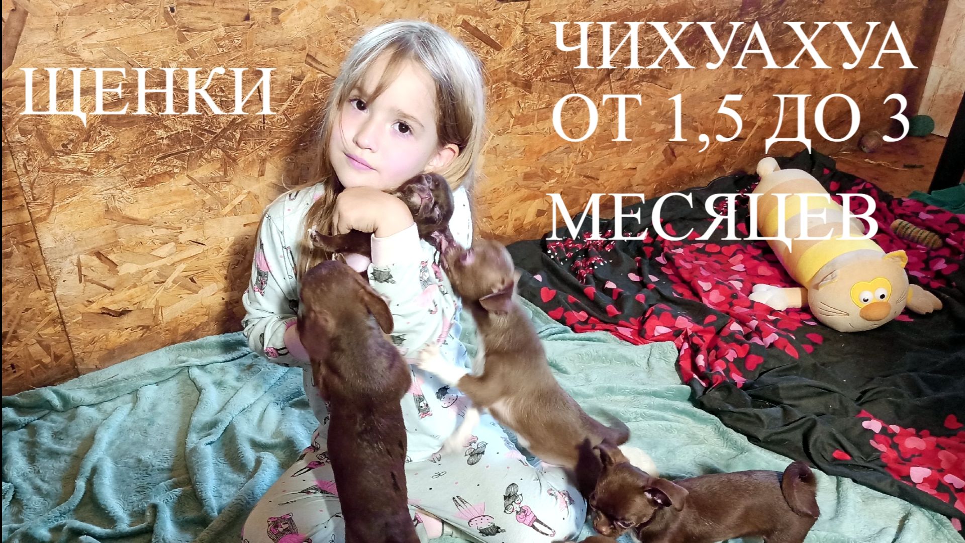 Щенки чихуахуа от 1,5 месяцев до 3 месяцев+79215950848 #купить_щенка_чихуахуа_продаю