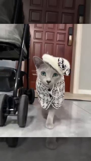 Настоящая котомодель 😻