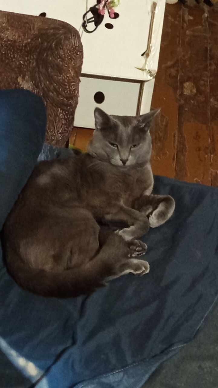 Кот Атос - серьёзный кот #shorts #котатос #животные #коты #серьёзныйкот
