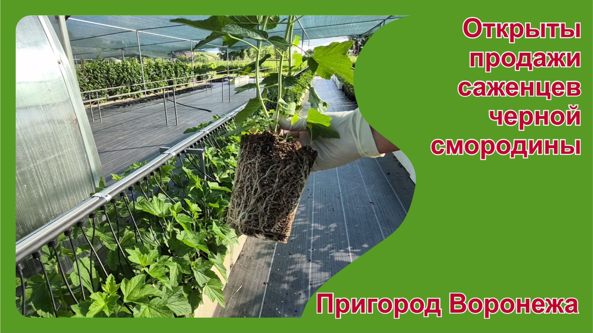Черная смородина